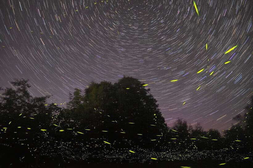 Puerto Princesa: Firefly Watching Bay Cruise with Dinner - Analyzing the Experience in Detail