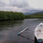 Puerto Princesa: Firefly Watching Paddle Boat Tour & Dinner - What Makes This Tour Special?