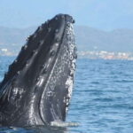 Puerto Vallarta: Humpback Whale Research Adventure Tour - The Value of the Tour