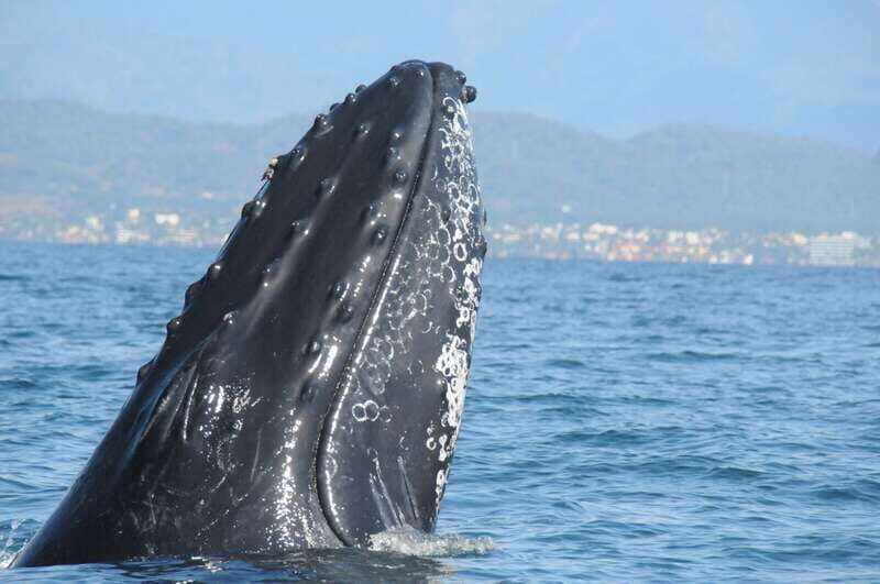 Puerto Vallarta: Humpback Whale Research Adventure Tour - The Value of the Tour