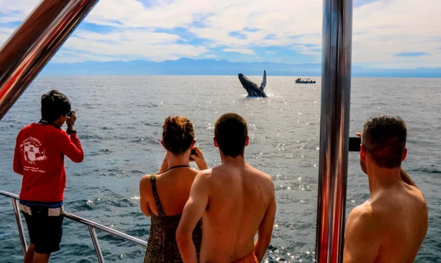 Puerto Vallarta: Mega Yacht Whale Watching Sunset Cruise - The Itinerary Breakdown