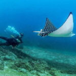 Puerto Vallarta: Scuba Dive in Las Caletas - The Full Day: Activities, Food, and Relaxation