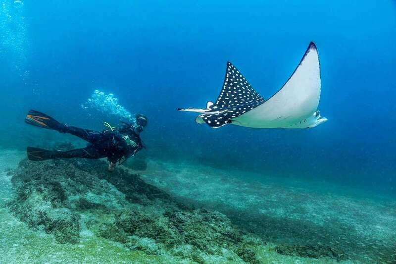 Puerto Vallarta: Scuba Dive in Las Caletas - The Full Day: Activities, Food, and Relaxation
