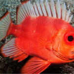 Puerto Vallarta: Scuba Diving en el Morro - Transportation and Group Size