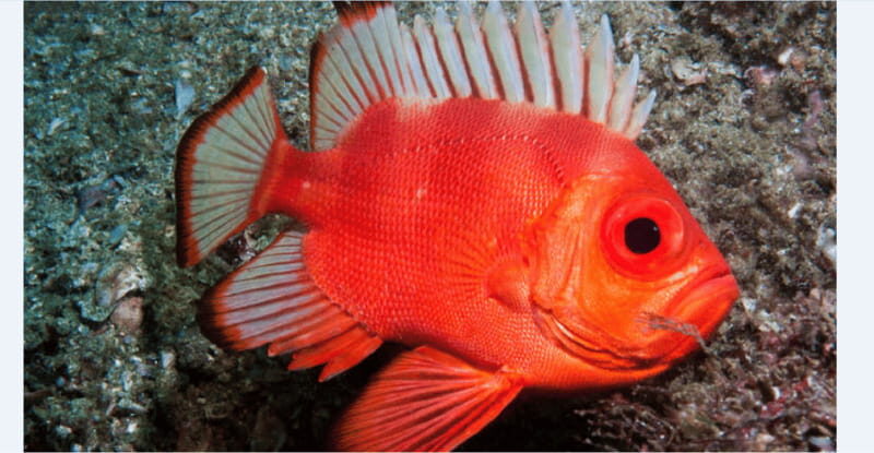 Puerto Vallarta: Scuba Diving en el Morro - Transportation and Group Size