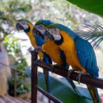 Puerto Vallarta: Vallarta's Botanical Garden by Sea or Land - Connecting with Nature and Animals