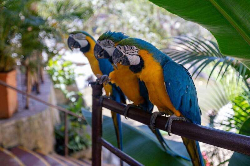 Puerto Vallarta: Vallarta's Botanical Garden by Sea or Land - Connecting with Nature and Animals