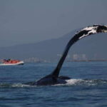 Puerto Vallarta: Whale watching - What’s Included and Not Included