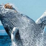 Puerto Vallarta: Whale Watching Adventure Tour - Authentic Encounters with Nature and Education
