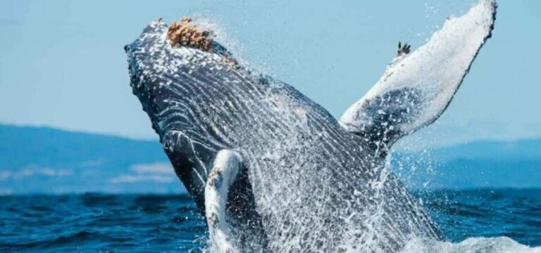 Puerto Vallarta: Whale Watching Adventure Tour - Authentic Encounters with Nature and Education