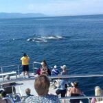 Puerto Vallarta: Whale Watching Beach Bay - Being Guided by Experts