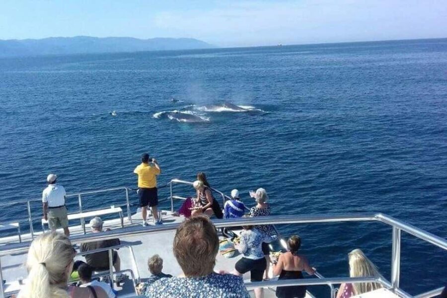 Puerto Vallarta: Whale Watching Beach Bay - Being Guided by Experts