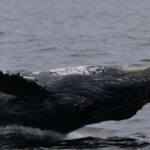 Puerto Vallarta: Whale Watching Encounter - The Itinerary – What You Can Expect