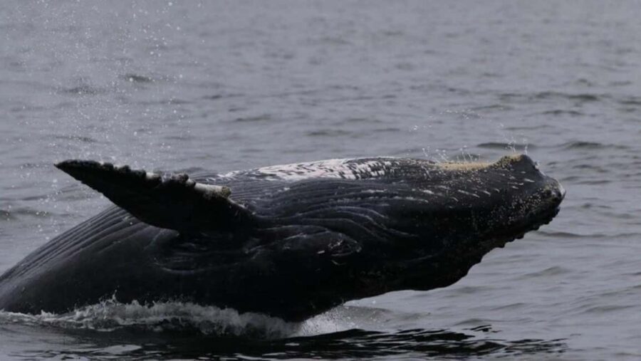 Puerto Vallarta: Whale Watching Encounter - The Itinerary – What You Can Expect