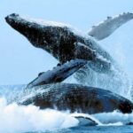 Puerto Vallarta: Whale Watching on Catamaran - Who Will Appreciate This Tour?