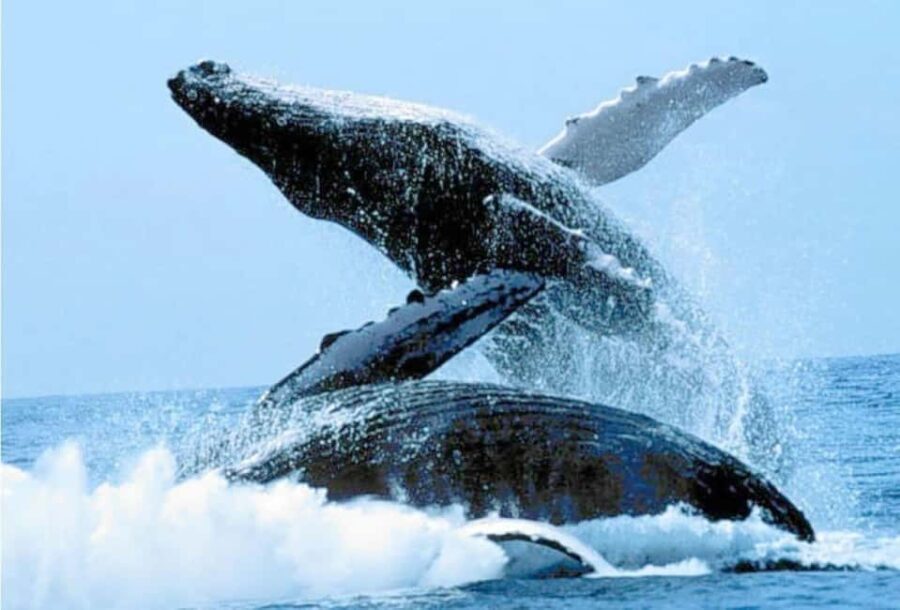 Puerto Vallarta: Whale Watching on Catamaran - Who Will Appreciate This Tour?