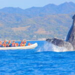 Puerto Vallarta: Whale Watching Photo Safari - Key Points