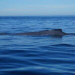 Puerto Vallarta: Whale Watching with Guide - The Tour Itself: What to Expect