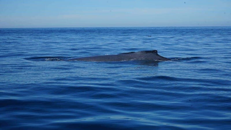 Puerto Vallarta: Whale Watching with Guide - The Tour Itself: What to Expect