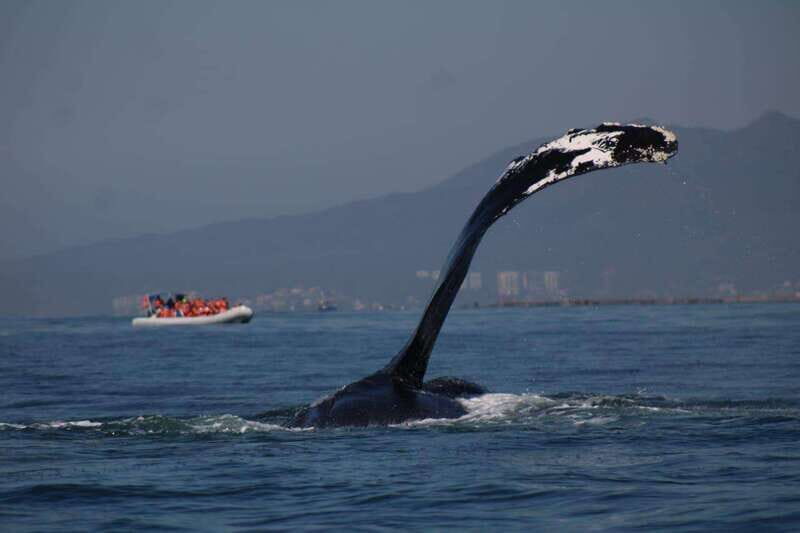 Puerto Vallarta: Whale watching - What’s Included and Not Included