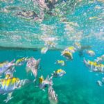 Puerto Vallarta: Zipline Tour, Snorkel & Secret Beach Escape - Itinerary Breakdown: What to Expect
