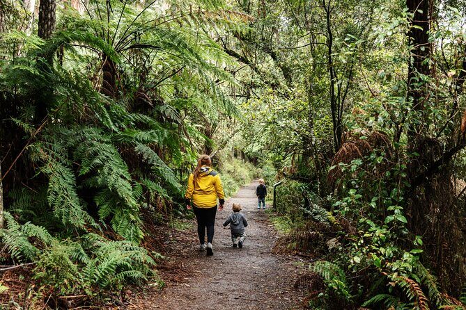 Puffing Billy & Rainforest Tour from Melbourne - Price and Value Analysis