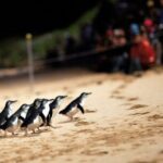 Puffing Billy Tour and Penguin Parade from Melbourne - Value and Cost Analysis