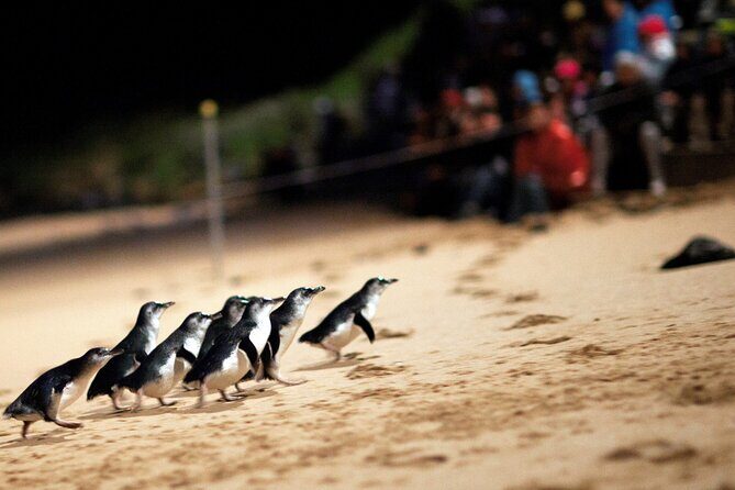 Puffing Billy Tour and Penguin Parade from Melbourne - Value and Cost Analysis
