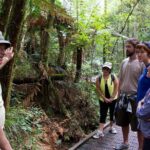 Puketi Rainforest Guided Walks .This is not a Shore Excursion product . - What Travelers Say: Authentic Insights