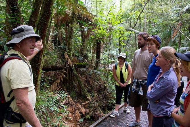Puketi Rainforest Guided Walks .This is not a Shore Excursion product . - What Travelers Say: Authentic Insights