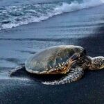 Punaluu Black Sand Beach Tour - Volcanoes National Park & Hilo - The Itinerary: A Closer Look