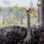 PVT Guided Tour: Sydney Opera House and Featherdale Wildlife Park - Value for Money