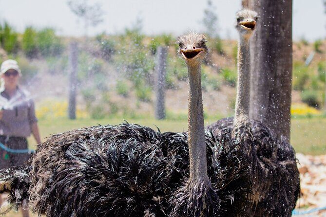 PVT Guided Tour: Sydney Opera House and Featherdale Wildlife Park - Value for Money