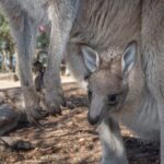 Quad Biking, Koalas and Kangaroos - Private Tour - What We Loved and What to Consider