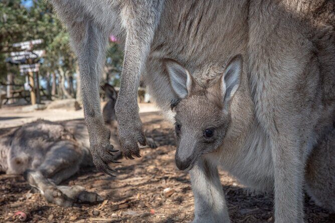 Quad Biking, Koalas and Kangaroos - Private Tour - What We Loved and What to Consider