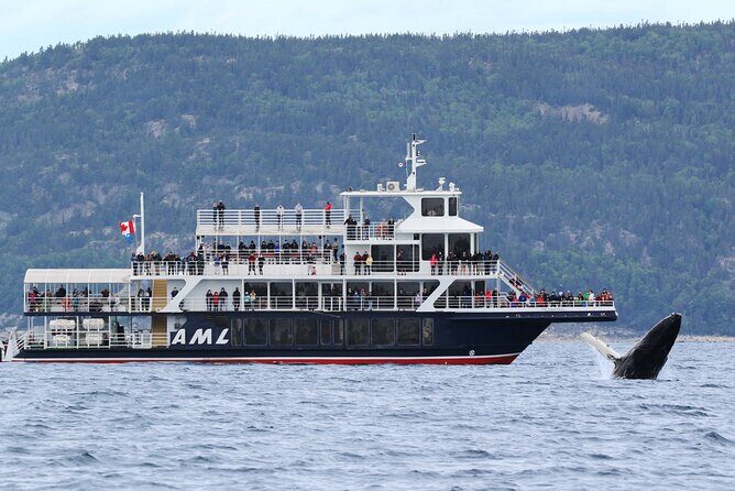 Québec City: Whale Watching Tour with Bus Transportation - FAQ