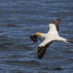 Queenscliff: 1.5hr Harbour Wildlife Sightseeing Cruise Tour - Who’s This Tour Best For?