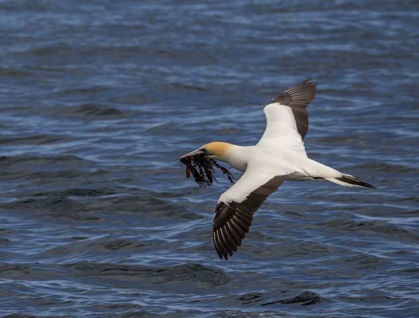 Queenscliff: 1.5hr Harbour Wildlife Sightseeing Cruise Tour - Who’s This Tour Best For?