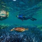 Quicksilver Great Barrier Reef Snorkel Cruise from Port Douglas - Real Traveler Perspectives