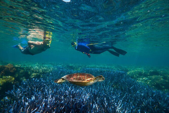 Quicksilver Great Barrier Reef Snorkel Cruise from Port Douglas - Real Traveler Perspectives