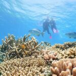 Quicksilver Outer Great Barrier Reef Snorkel Cruise from Palm Cove - The Itinerary: A Deep Dive into the Day