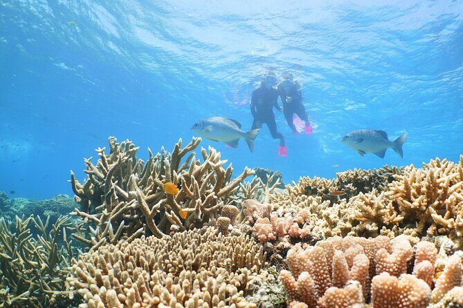 Quicksilver Outer Great Barrier Reef Snorkel Cruise from Palm Cove - The Itinerary: A Deep Dive into the Day