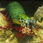 Racha Noi and Racha Yai Dive Trip from Phuket - What to Expect from the Trip