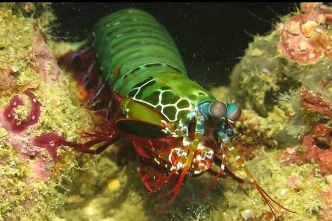 Racha Noi and Racha Yai Dive Trip from Phuket - What to Expect from the Trip