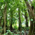 Raiatea Island or Taha'a Boat Tour - Authenticity and Value