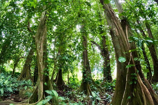 Raiatea Island or Taha'a Boat Tour - Authenticity and Value