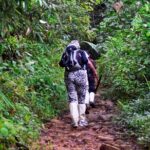 Rainforest Trekking in Kitulgala - Why This Tour Offers Great Value