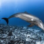 Rangiroa Fun Certified Scuba dive - Why This Tour Offers Good Value
