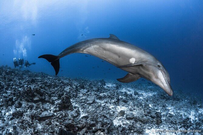 Rangiroa Fun Certified Scuba dive - Why This Tour Offers Good Value