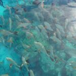 Rangiroa Snorkeling and Dolphin Cruise - Practical Considerations and Experience Tips